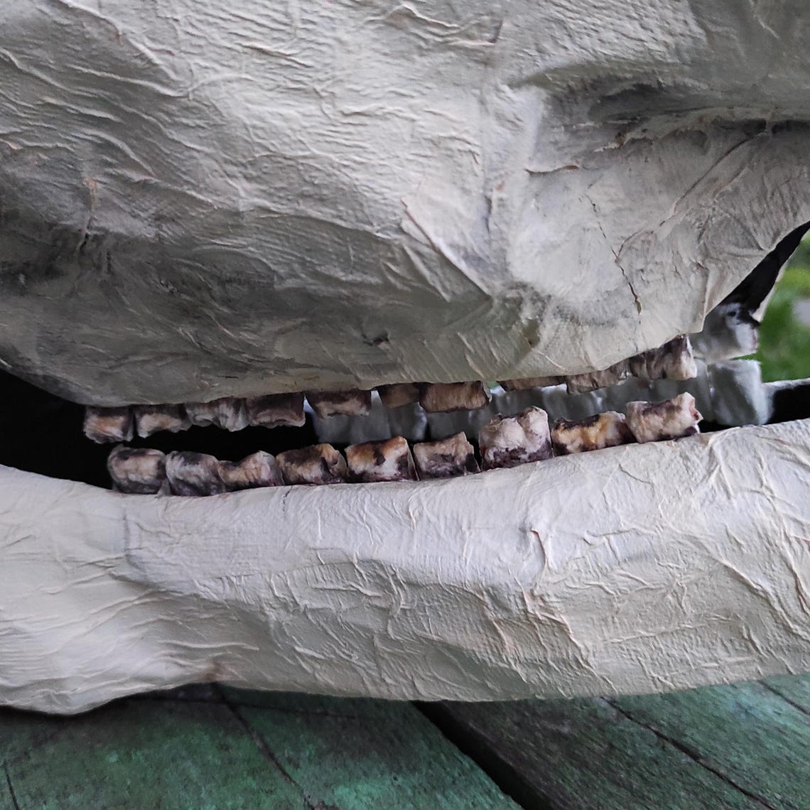 Fake Decorative Cow Skull - Life Sized, Vegan Friendly - Etsy