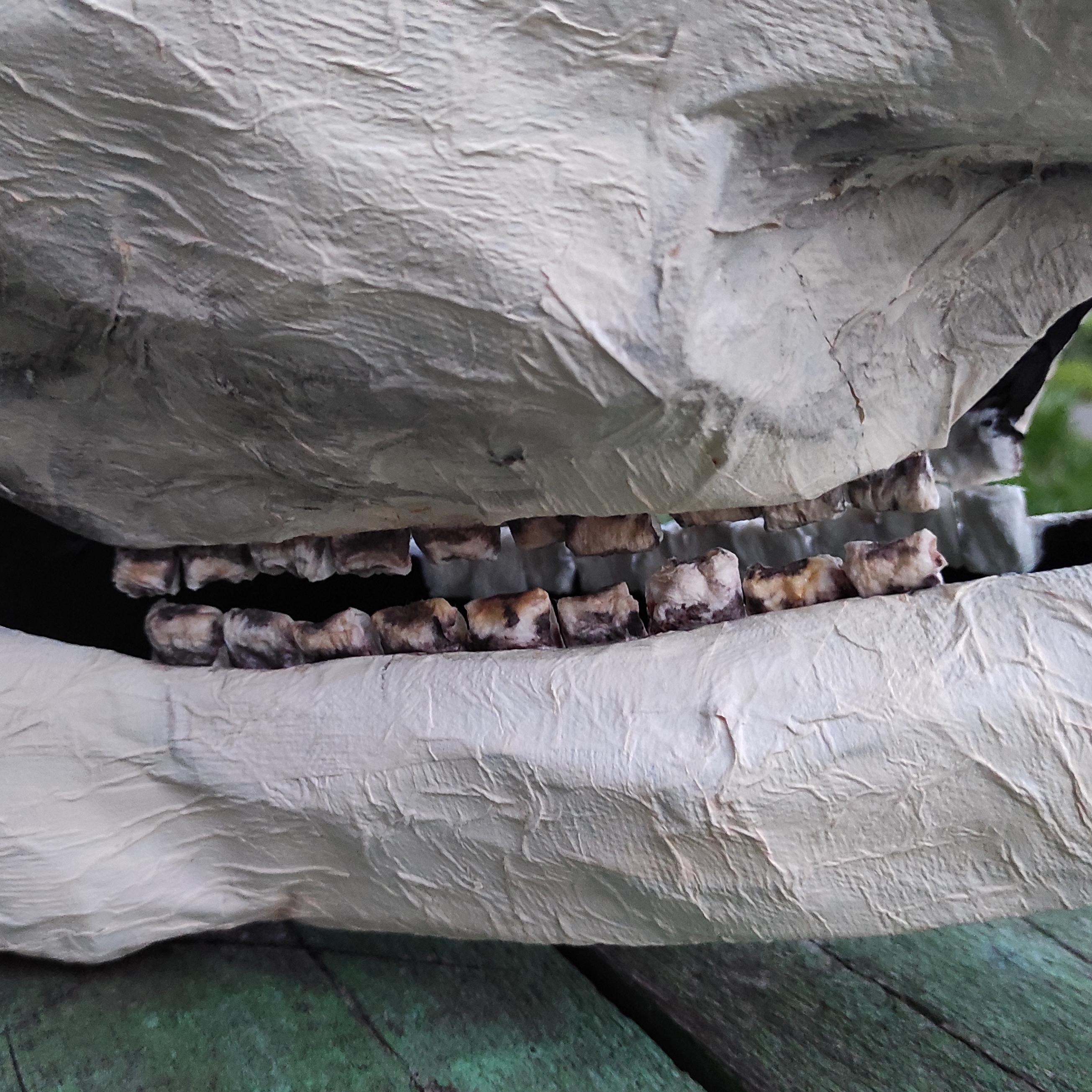 Fake Decorative Cow Skull - Life Sized, Vegan Friendly - Etsy