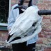 Fake Decorative Cow Skull - Life Sized, Vegan Friendly - Etsy