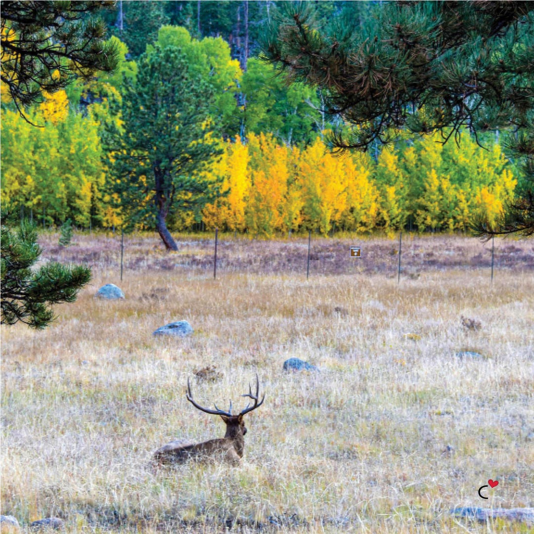 BEAUTY THE BEAST Photo of an Elk in Colorado. Choose From 8x8 Square ...