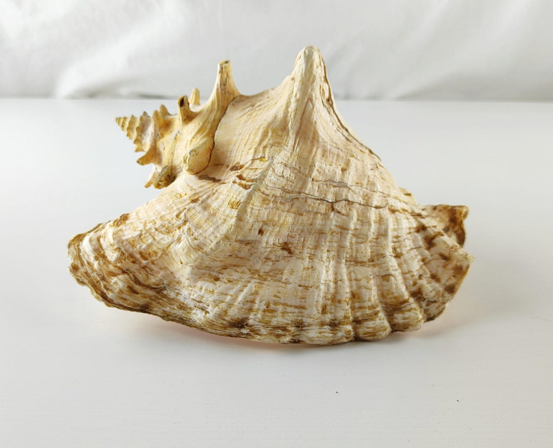 Large Strombus Gigas Queen Conch Shell 21×17×14 cm 1.3 kg Natural Shell ...
