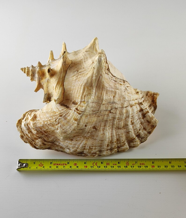 Large Strombus Gigas Queen Conch Shell 21×17×14 cm 1.3 kg Natural Shell ...