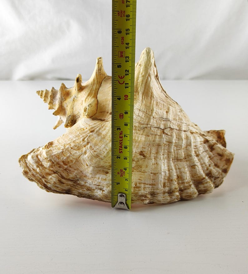Large Strombus Gigas Queen Conch Shell 21×17×14 cm 1.3 kg Natural Shell ...