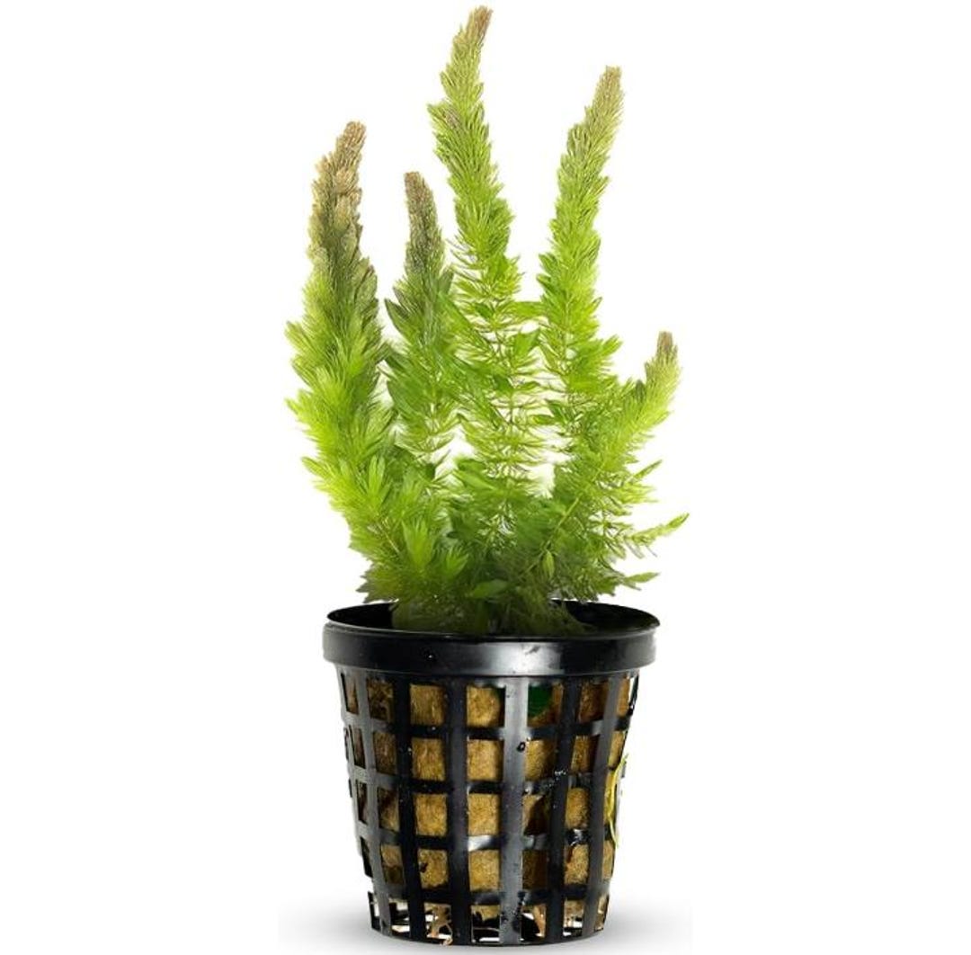 Live Aquarium Hornwort Coontail Plants Excellent Oxygenator Easy to ...