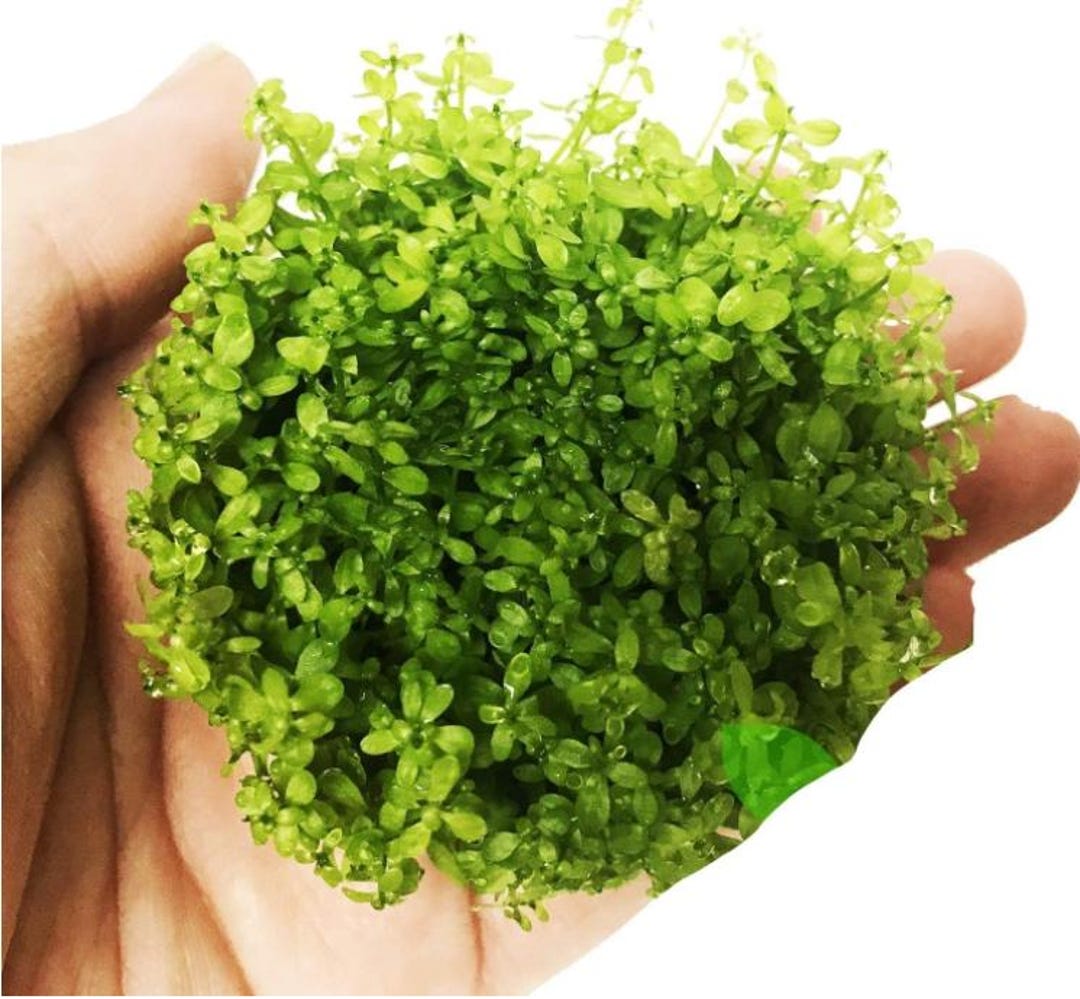 Micranthemum Micranthemoides Pearlweed Tissue Culture Vitro Cup ...