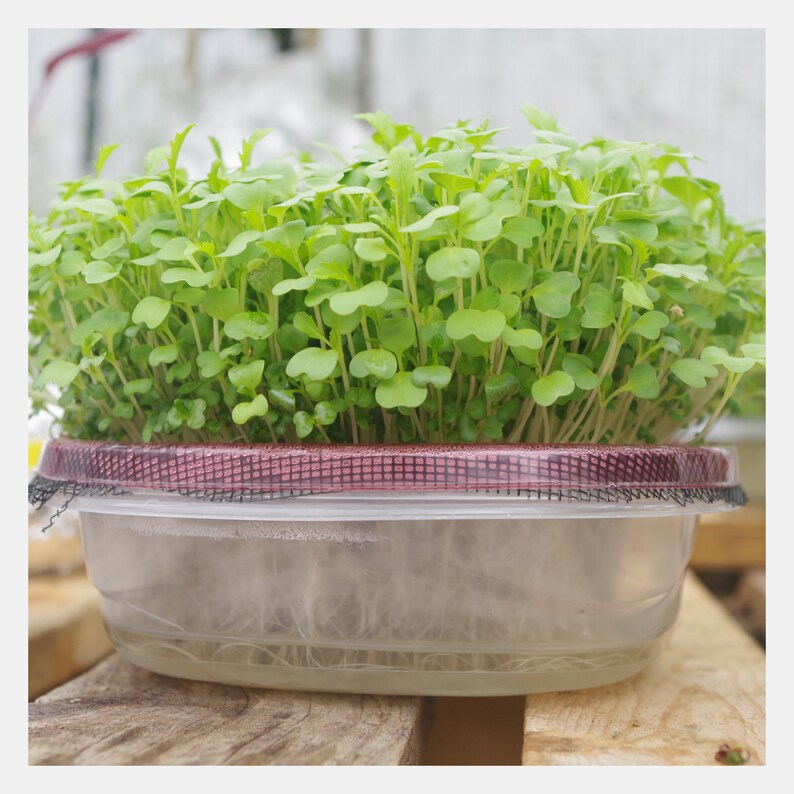 Hydroponic Sprouting Micro Greens Grow Kit Two Pack | Etsy