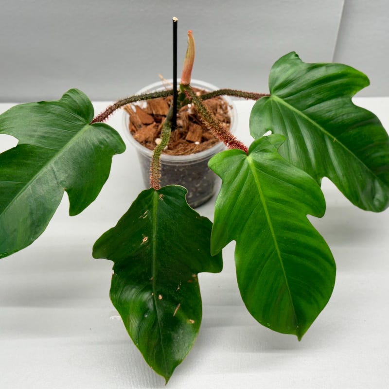 Philodendron Squamiferum - Etsy