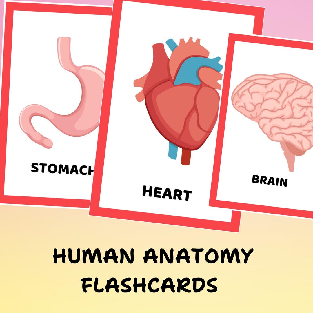 Printable Human Anatomy Flashcards, Homeschool Anatomy Curriculum ...