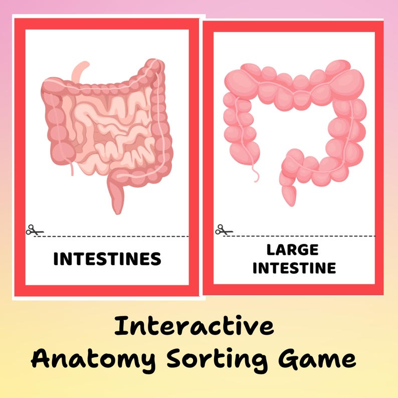 Printable Human Anatomy Flashcards, Homeschool Anatomy Curriculum ...