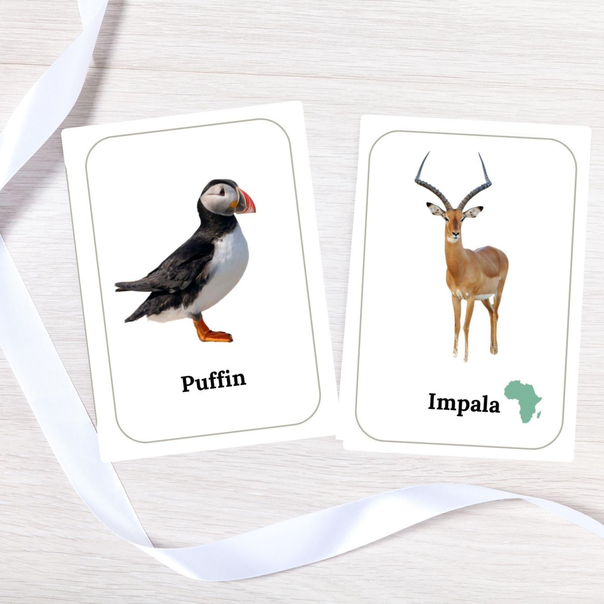 Printable Animals of the Continents Flashcards for Kids, Montessori ...