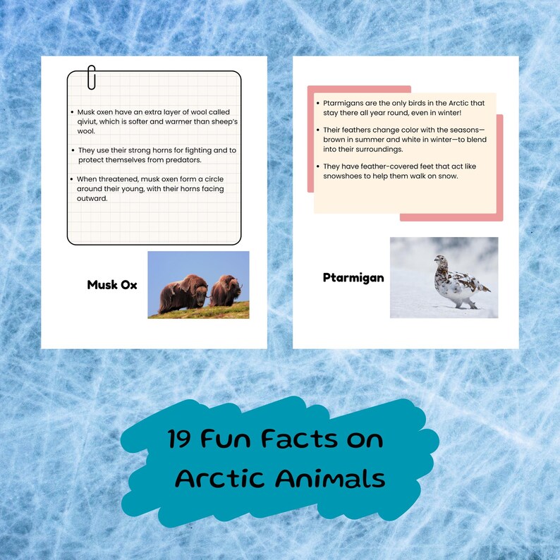 Arctic Animal Coloring Pages With Fun Facts - Printable Activity Book ...