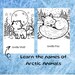 Arctic Animal Coloring Pages With Fun Facts - Printable Activity Book ...