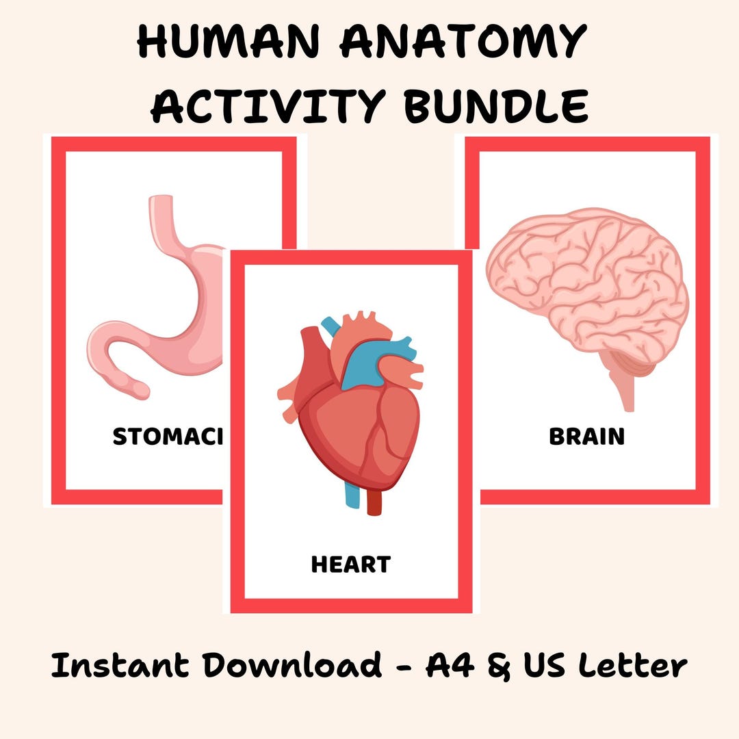 Printable Human Anatomy Activities for Kids, Preschool Human Body ...