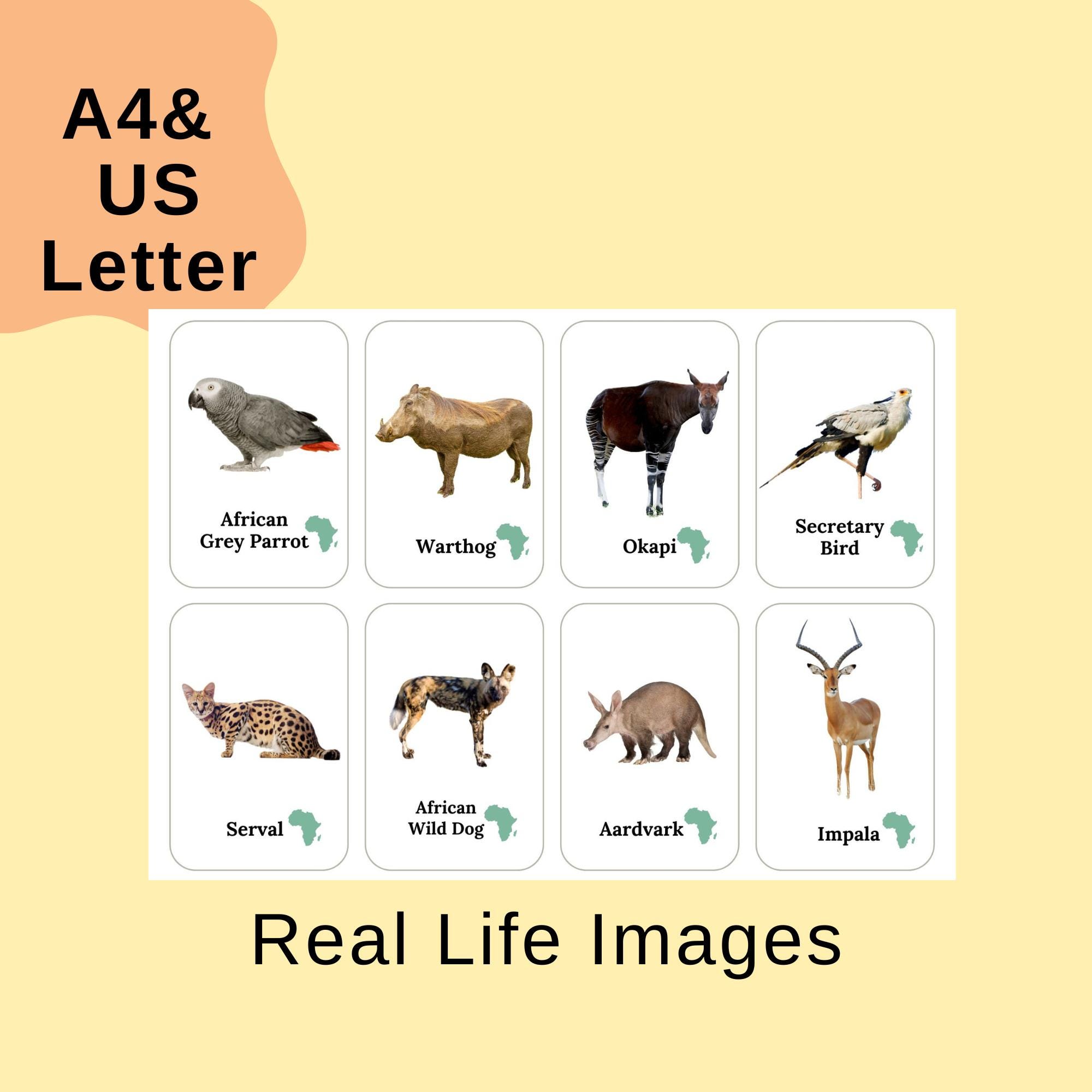 Printable Animals of the Continents Flashcards for Kids, Montessori ...