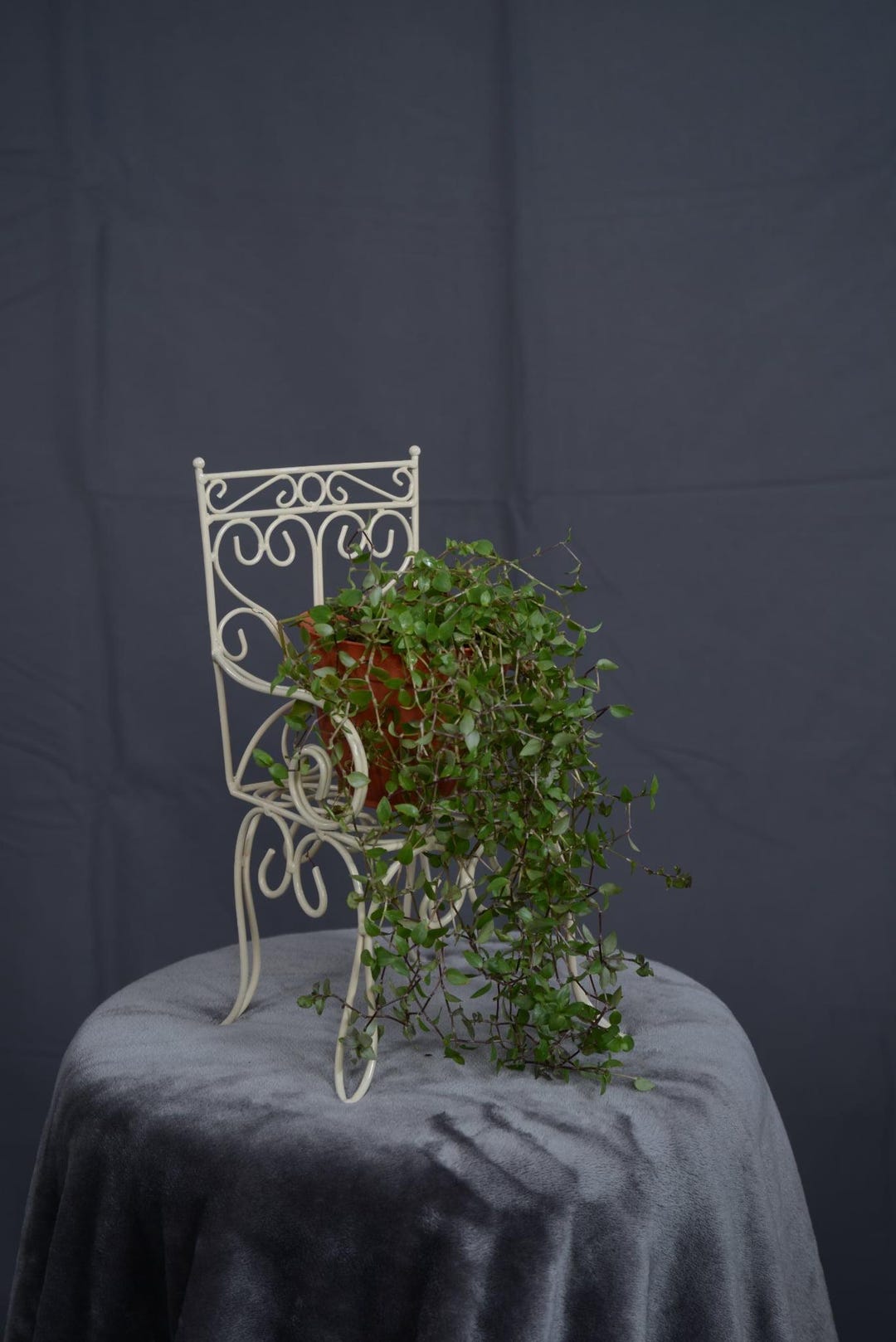 Cream Metal Chair Plant Stand. A Foot Tall and 7 Inches Wide at the ...