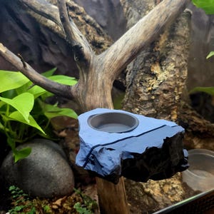 Magnetic Stick on Crested Gecko Feeding Ledge, Naturalistic Look for ...