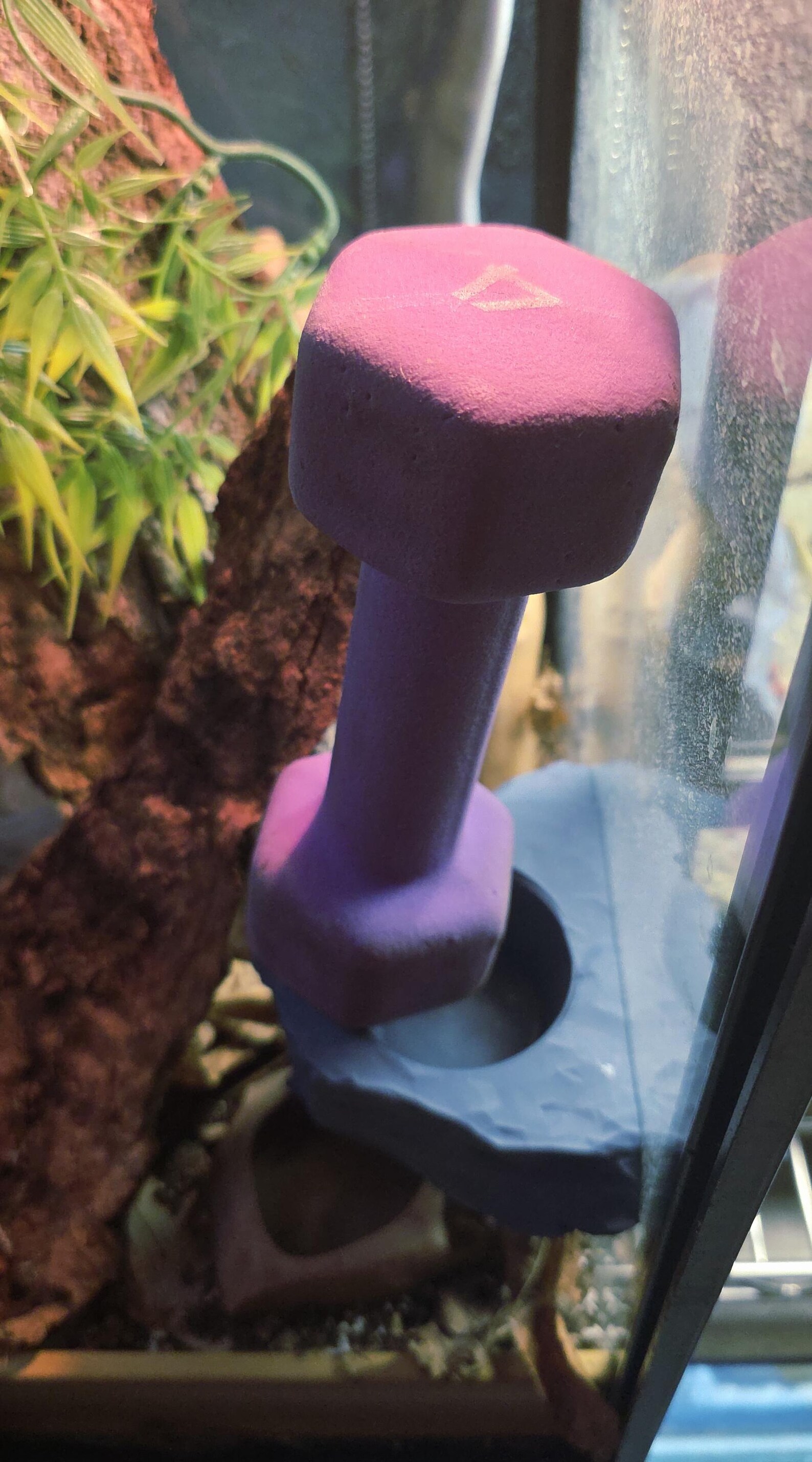 Magnetic Stick on Crested Gecko Feeding Ledge, Naturalistic Look for ...