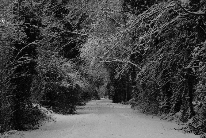 Art & Collectibles Black & White nature creepy sky canopy forest gothic ...