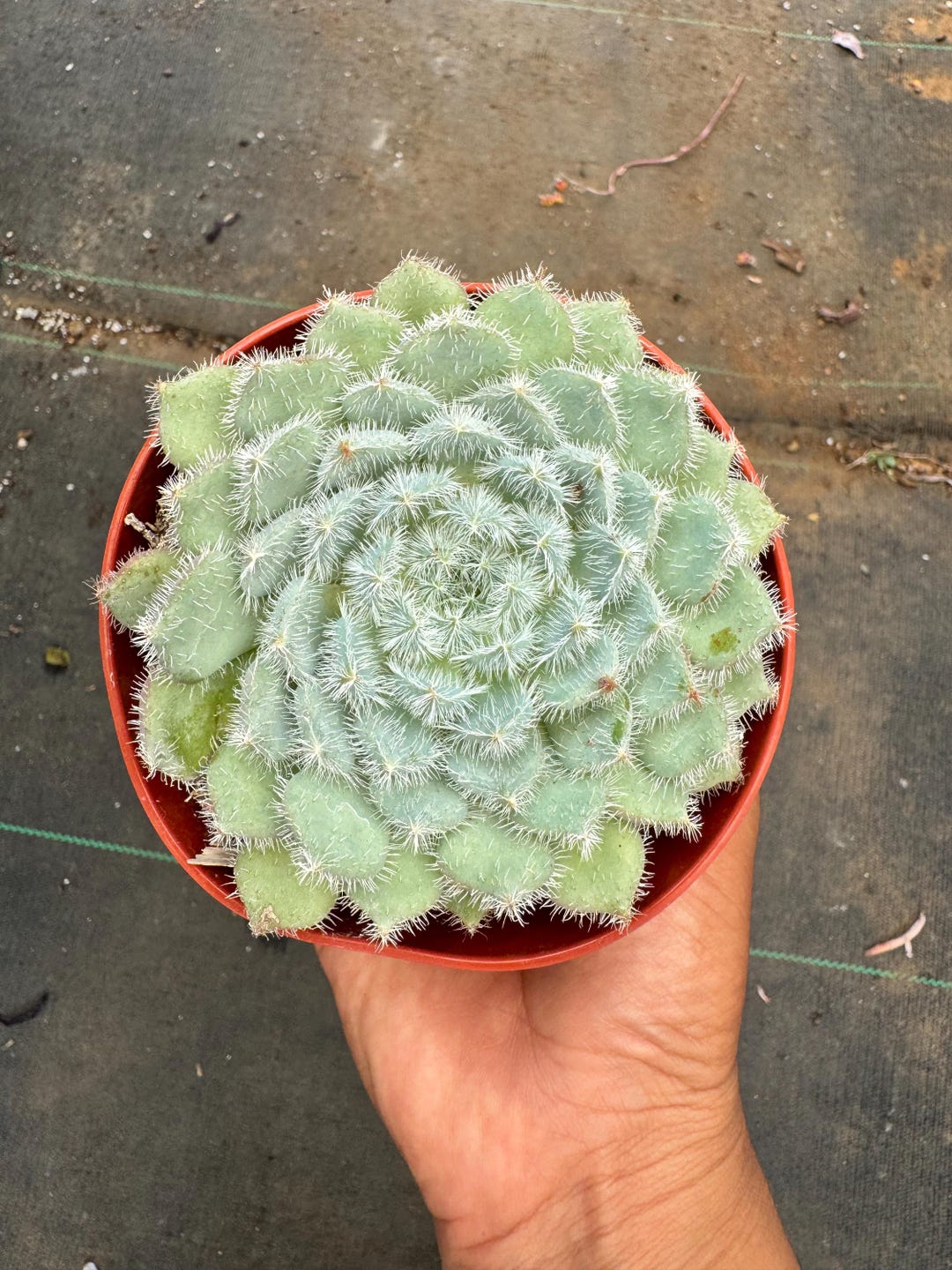 Echeveria Setosa Mexican Firecracker Succulent 4 Inch Pot - Etsy