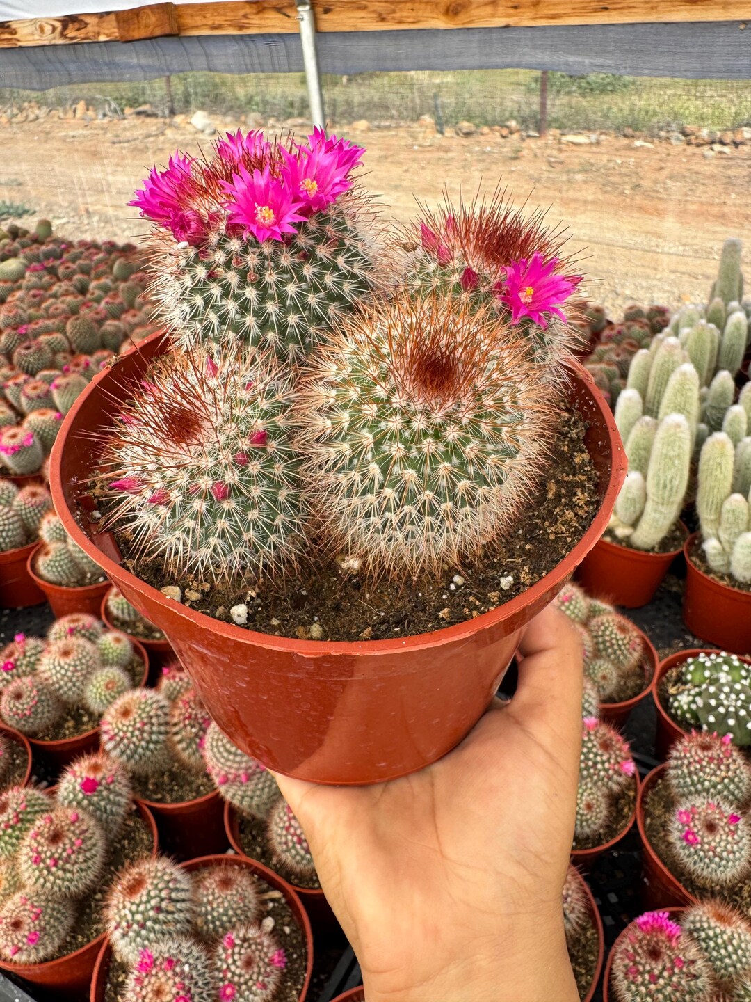 Mammillaria Spinosissima Red Headed Irishman Cactus - Etsy