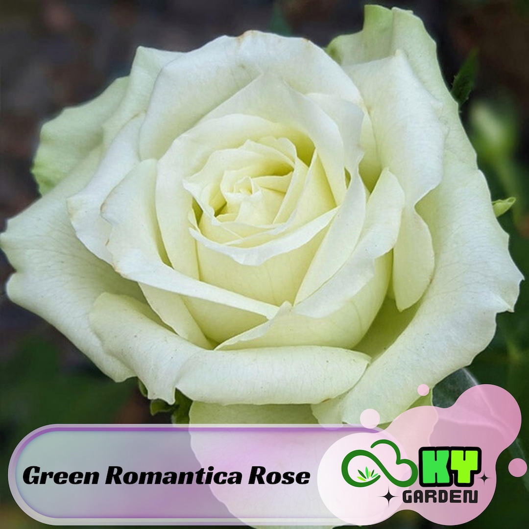 15s|green Romantica Rose Seeds , Cold Resistant, Open-pollinating ...