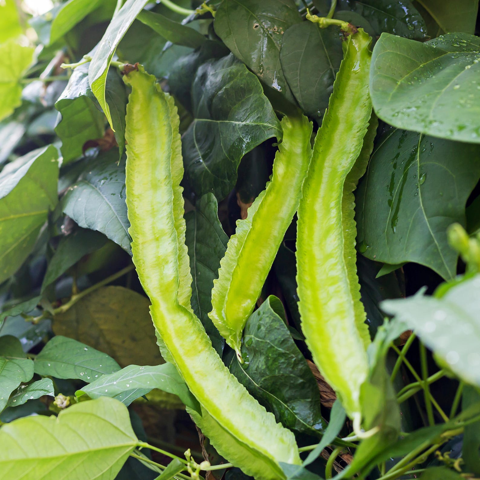 Winged Bean Seeds – Four-angled Bean – Fast Growing – Heirloom ...