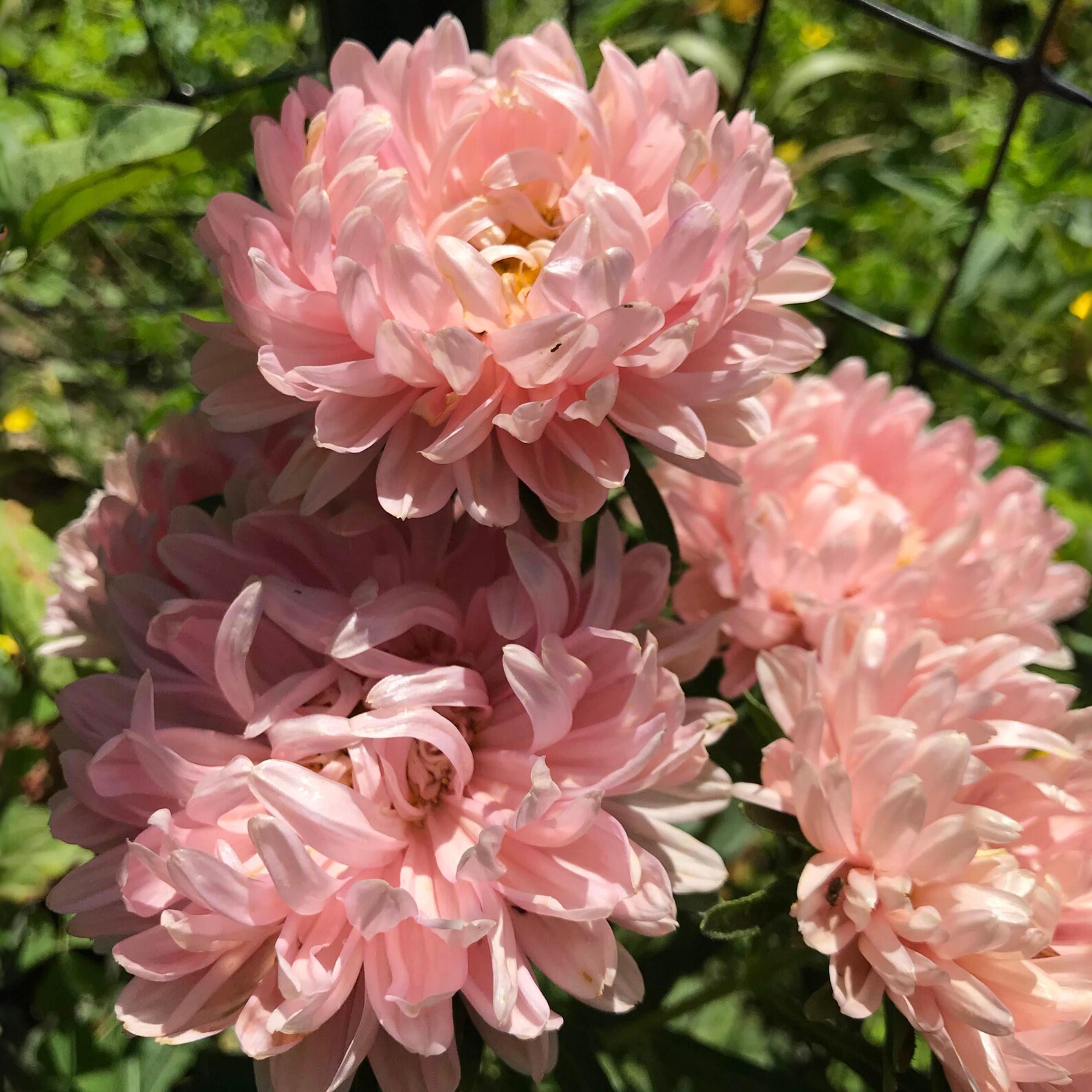 Tower Chamois - Aster Seeds - Annual, Soft Yellow Flowers,attracts ...