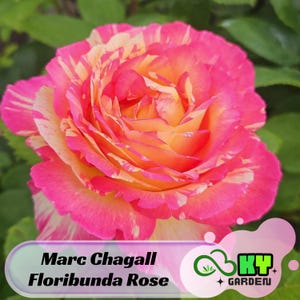 Marc Chagall Floribunda Rose Seeds – Perennial, Cold Resistant, Open ...