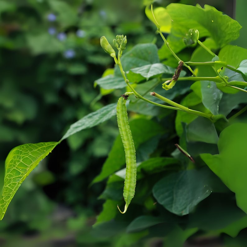 Winged Bean Seeds – Four-angled Bean – Fast Growing – Heirloom ...