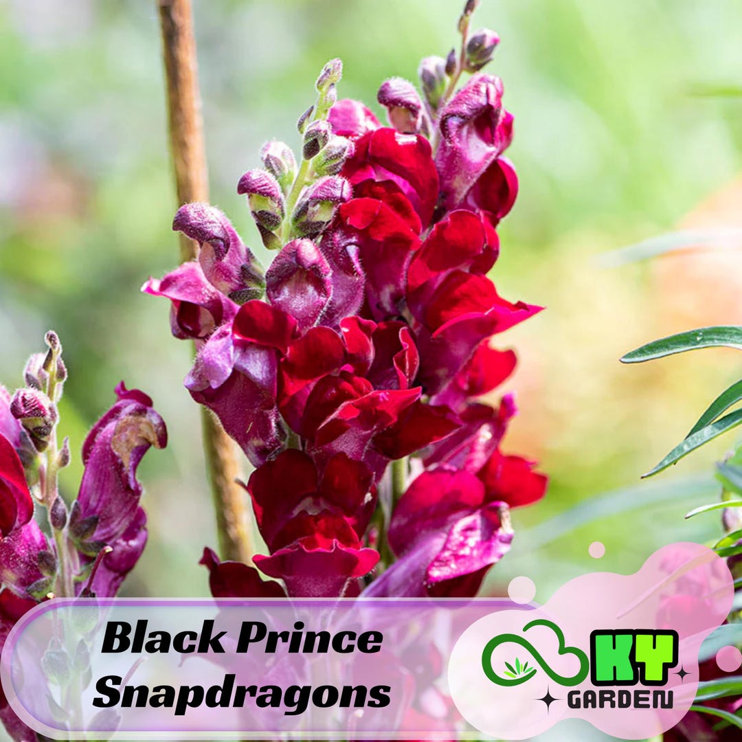 Black Prince Snapdragons Seeds - Cold Resistant - Potted - Attracts ...