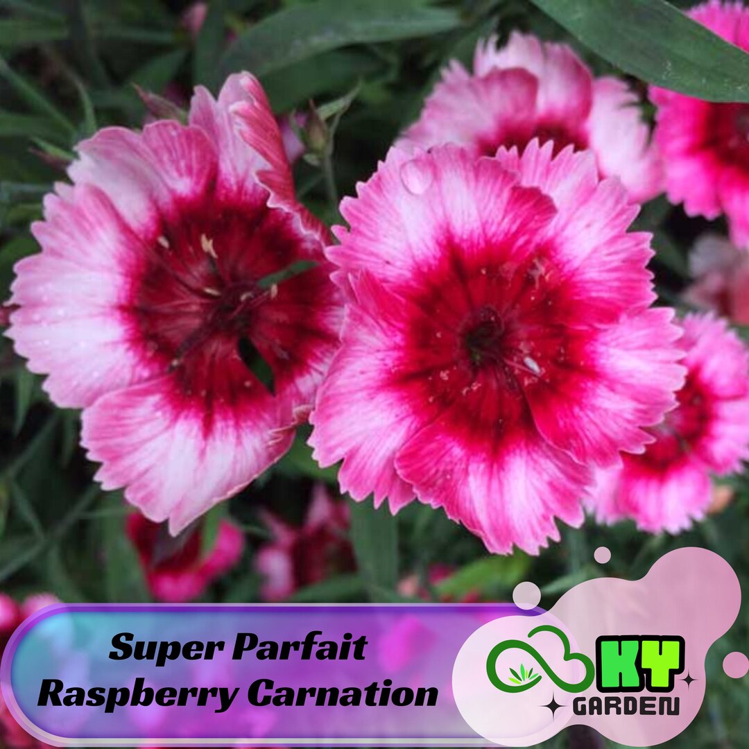 Super Parfait Raspberry Carnation Seeds - Fragrant, Compact Growth ...