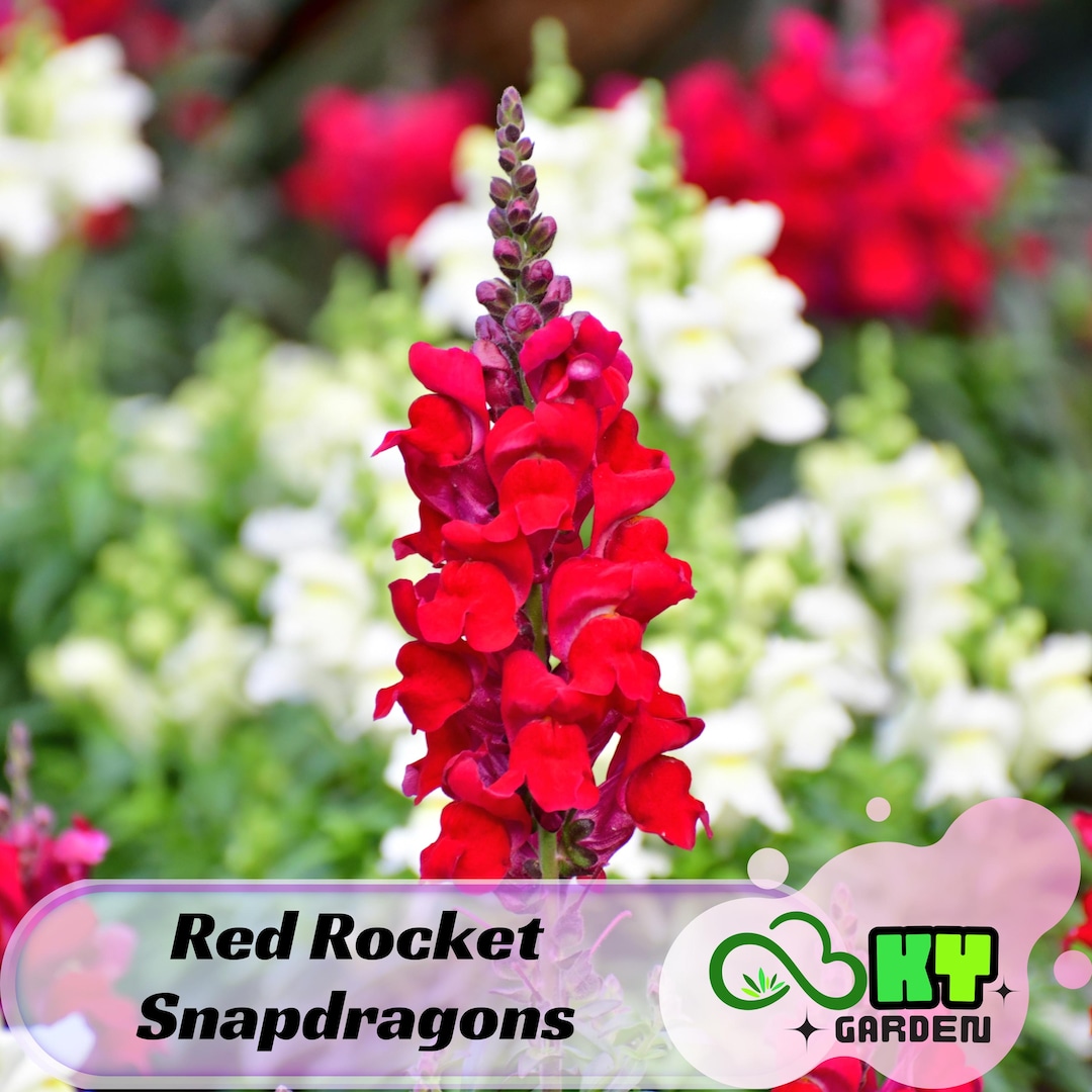 Red Rocket Snapdragons Seeds - Cold Resistant - Potted - Attracts ...