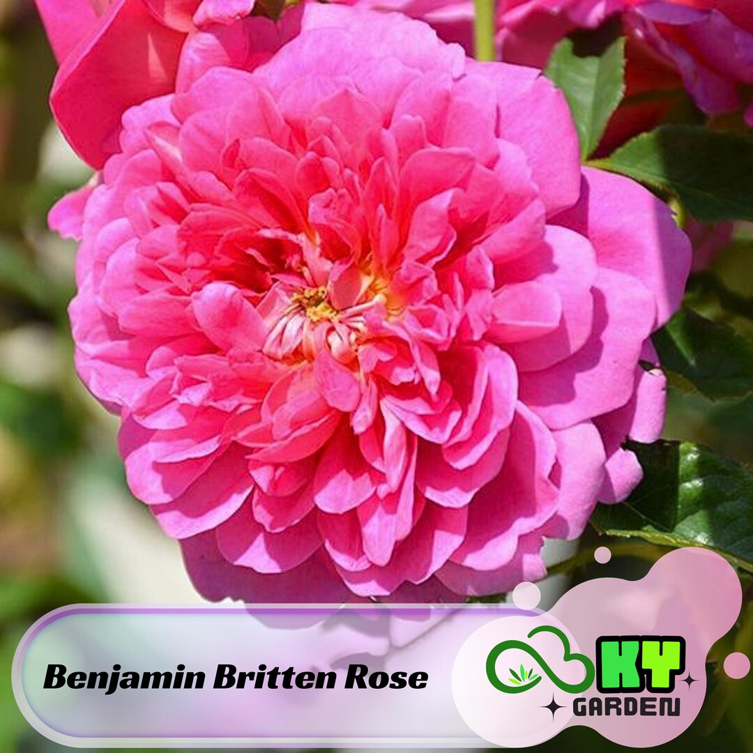 Benjamin Britten Rose Seeds - Perennial, Open-pollinating, Deciduous ...