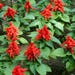 Scarlet Sage (salvia Coccinea) Seeds - Annual - Edible, Fragrant ...