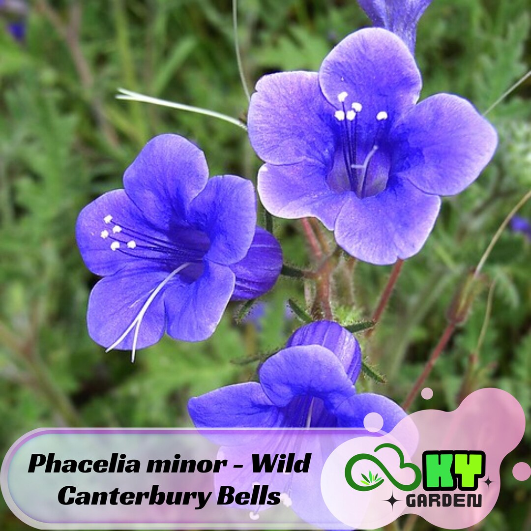Phacelia Minor - Wild Canterbury Bells Seeds - Cold Resistant ...