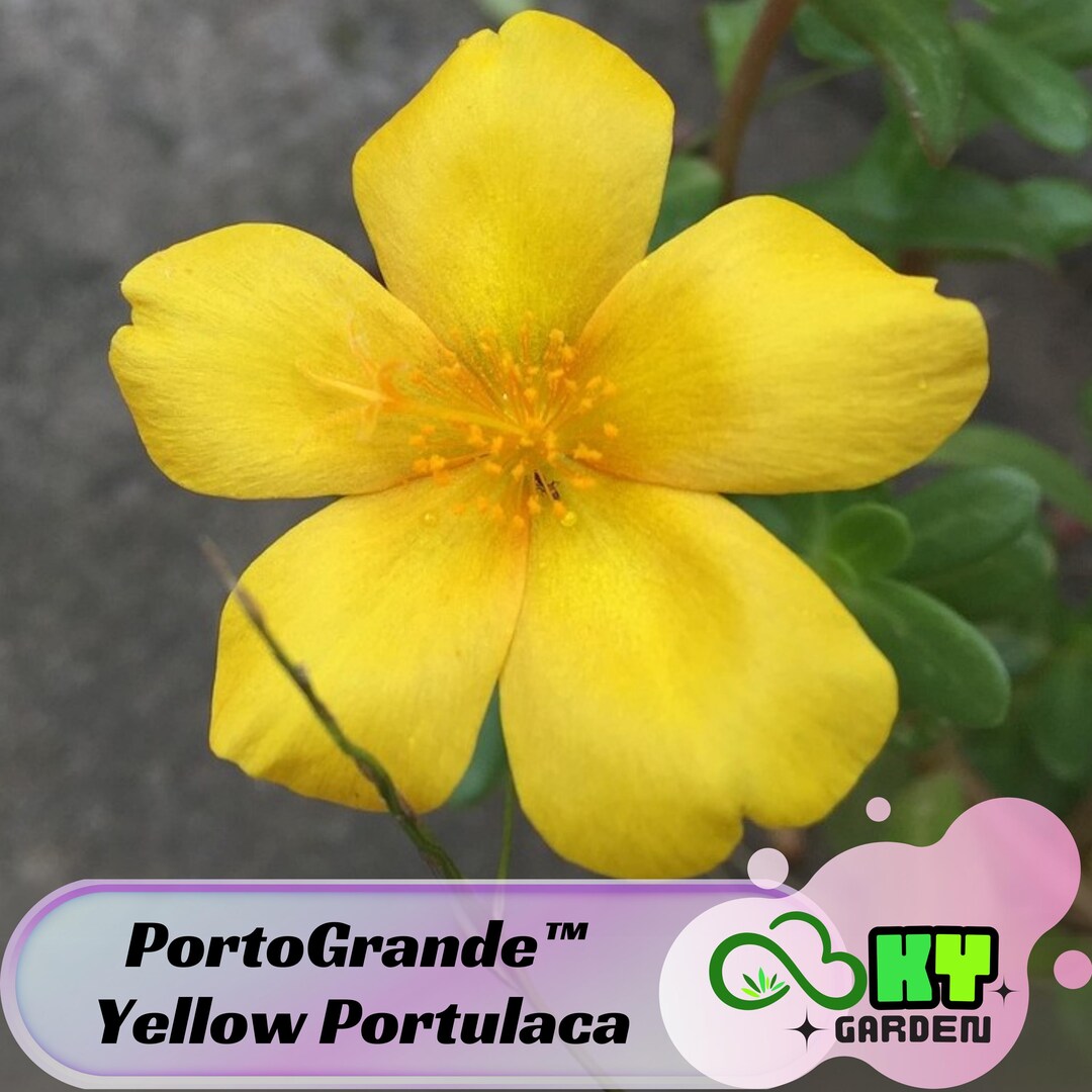 Portogrande™ Yellow Portulaca Seeds - Low Maintenance,ground Cover ...