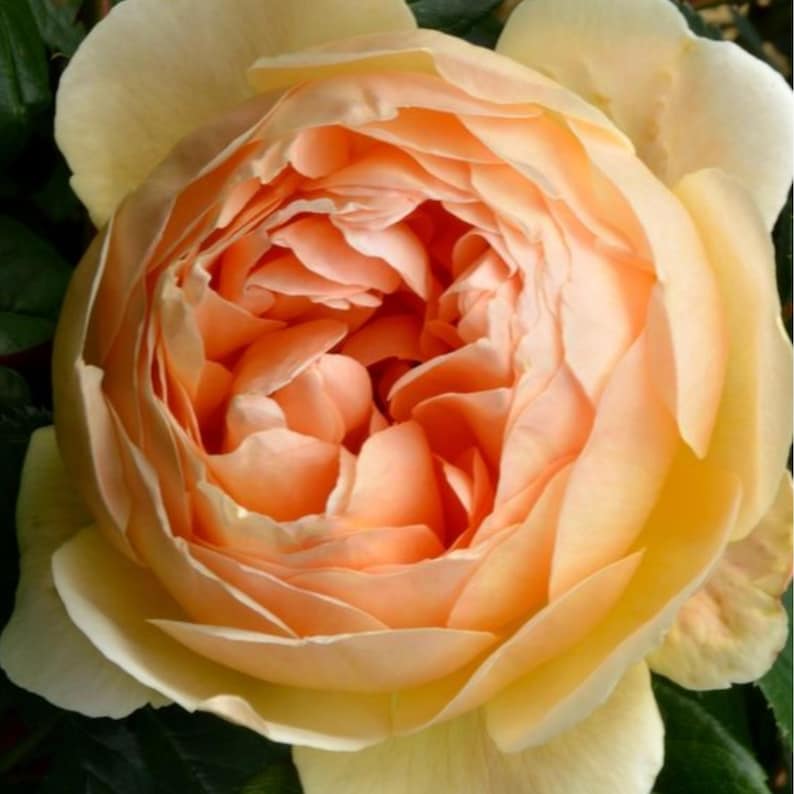 15s|judge the Obscure Rose Seeds - Perennial, Open-pollinating ...