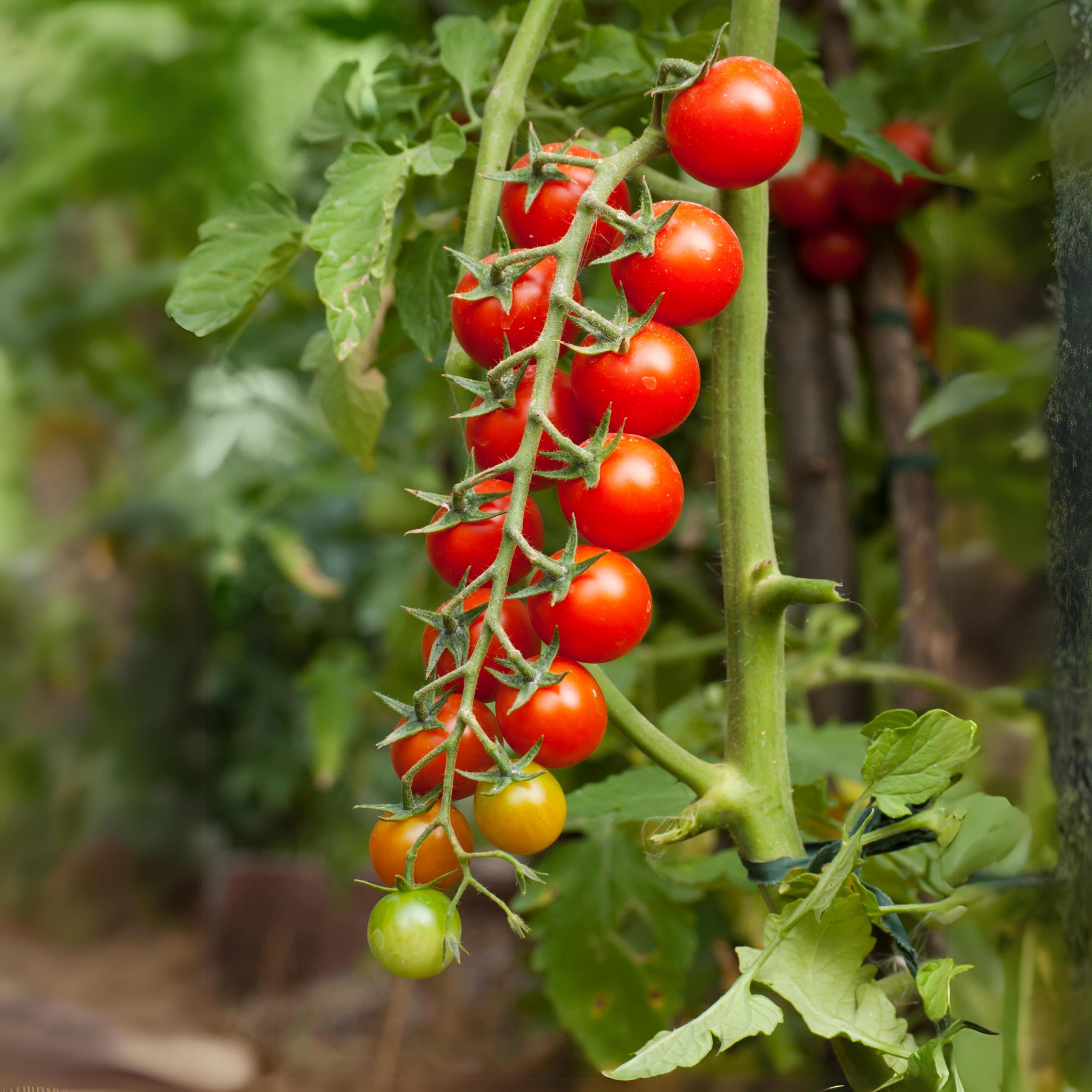 Small Red Cherry Tomato Seeds - Edible, Fast Growing, High Yield, Sweet ...