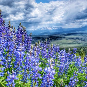 Lupinus Rivularis (riverbank Lupine) Seeds - Fast Growing, Drought ...