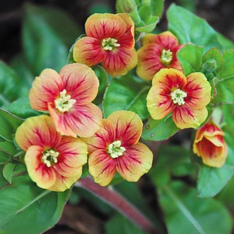 Oenothera Fruticosa 'blood Orange' Seeds - Showy Blooms, Fragrant ...