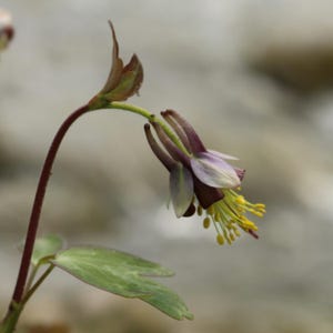 Chocolate Soldier' Columbine Seeds - Deciduous - Cold Resistant ...