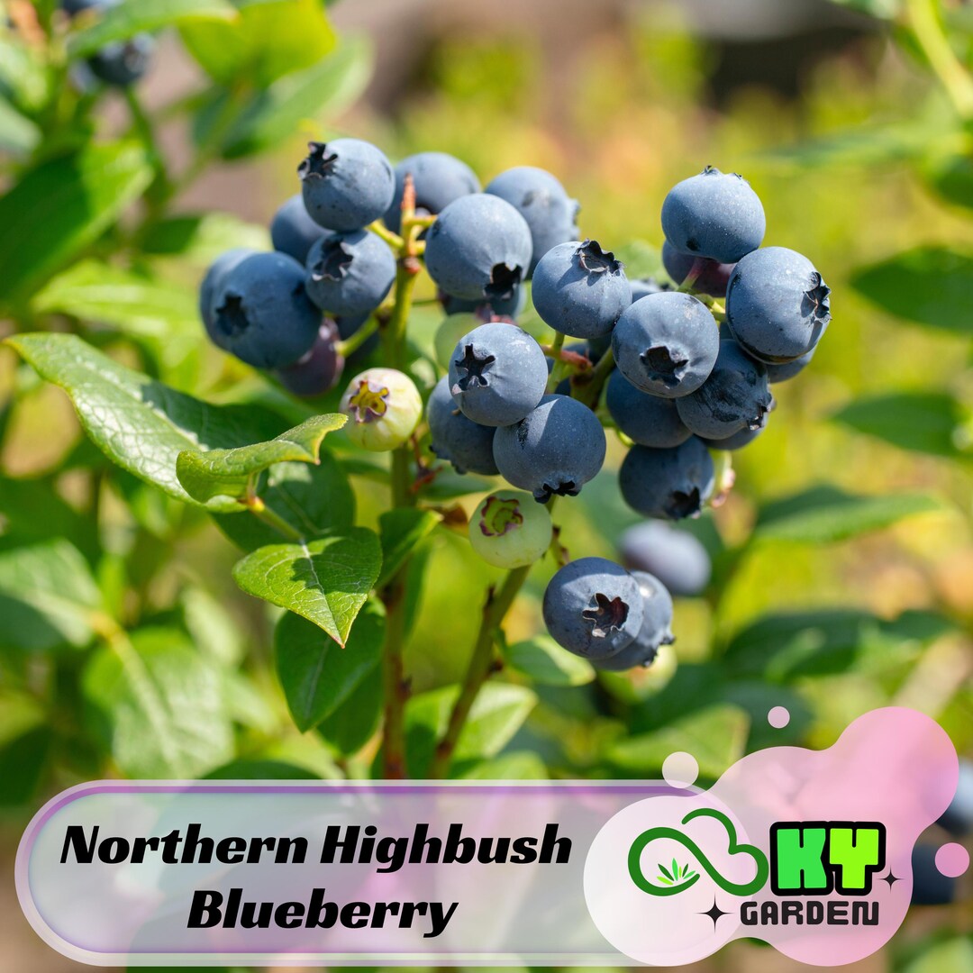 Northern Highbush Blueberry Seeds - Perennial -cold Resistant, High ...