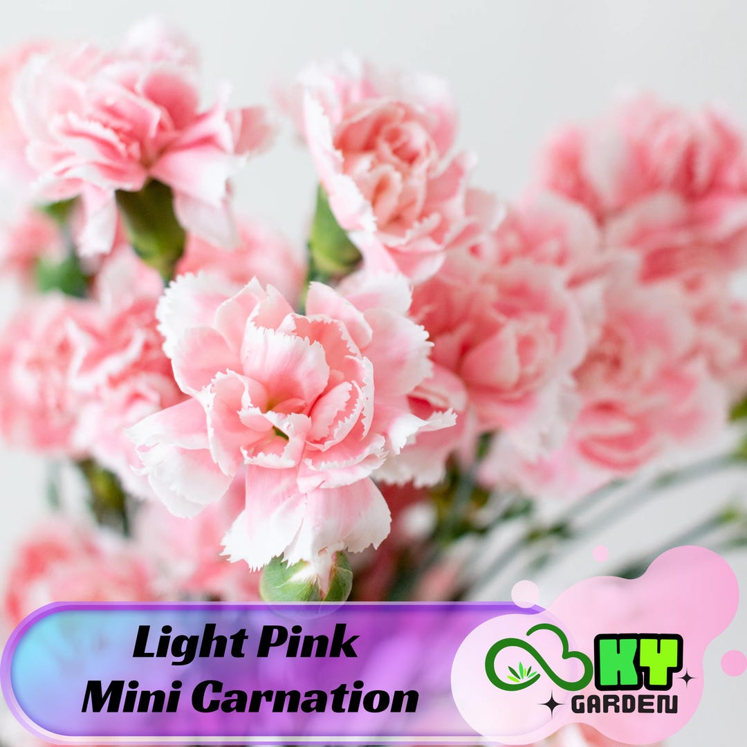 Light Pink Mini Carnation Seeds - Showy Blooms,fragrant, Compact Growth ...