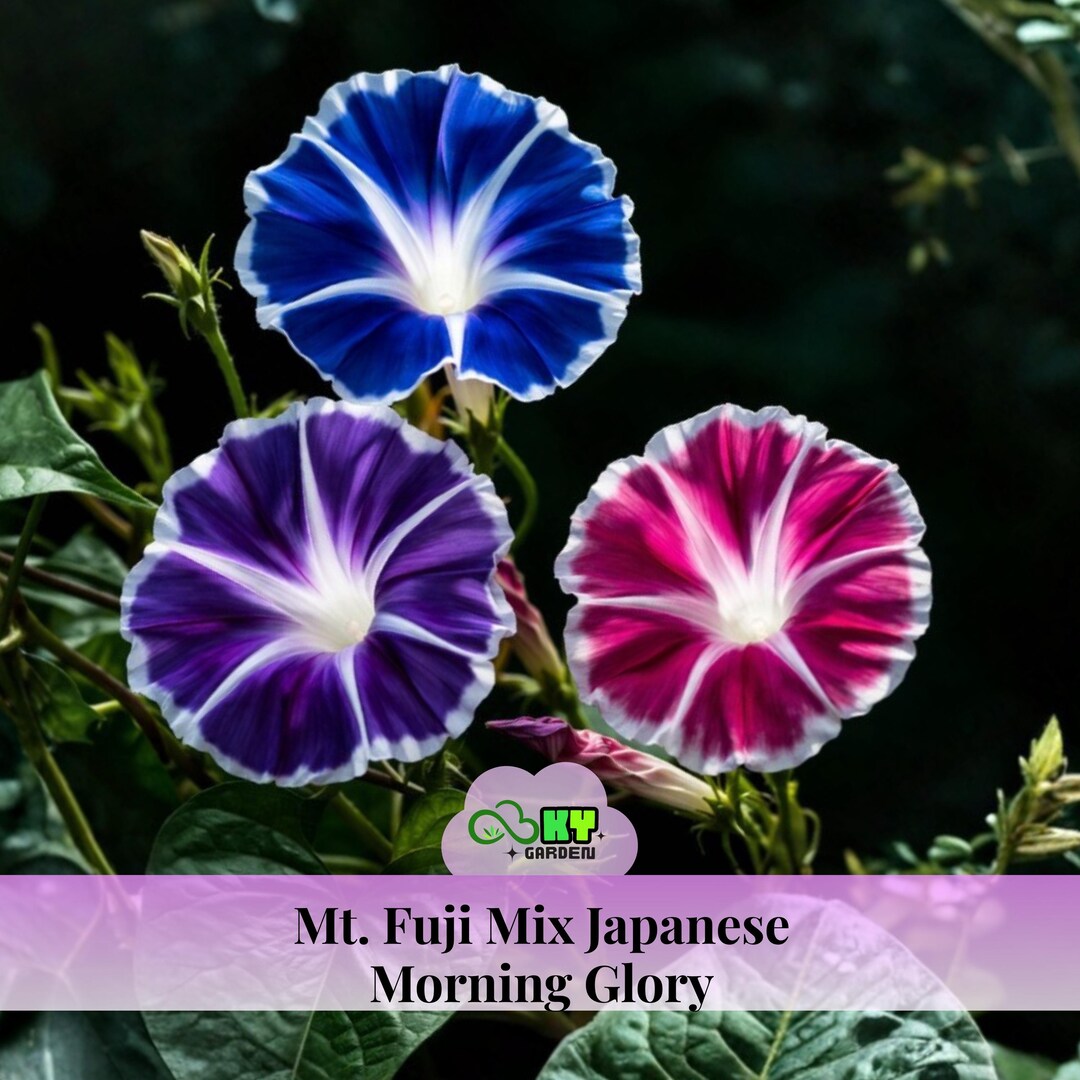 Mt. Fuji Mix Japanese Morning Glory Seeds - Fast Growing, Climbing Vine ...