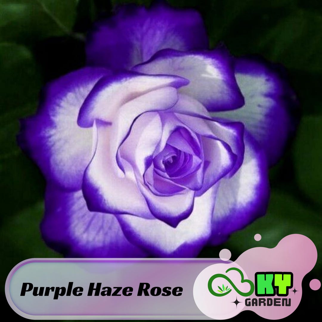 Purple Haze Rose Seeds - Perennial, Cold Resistant, Open-pollinating ...