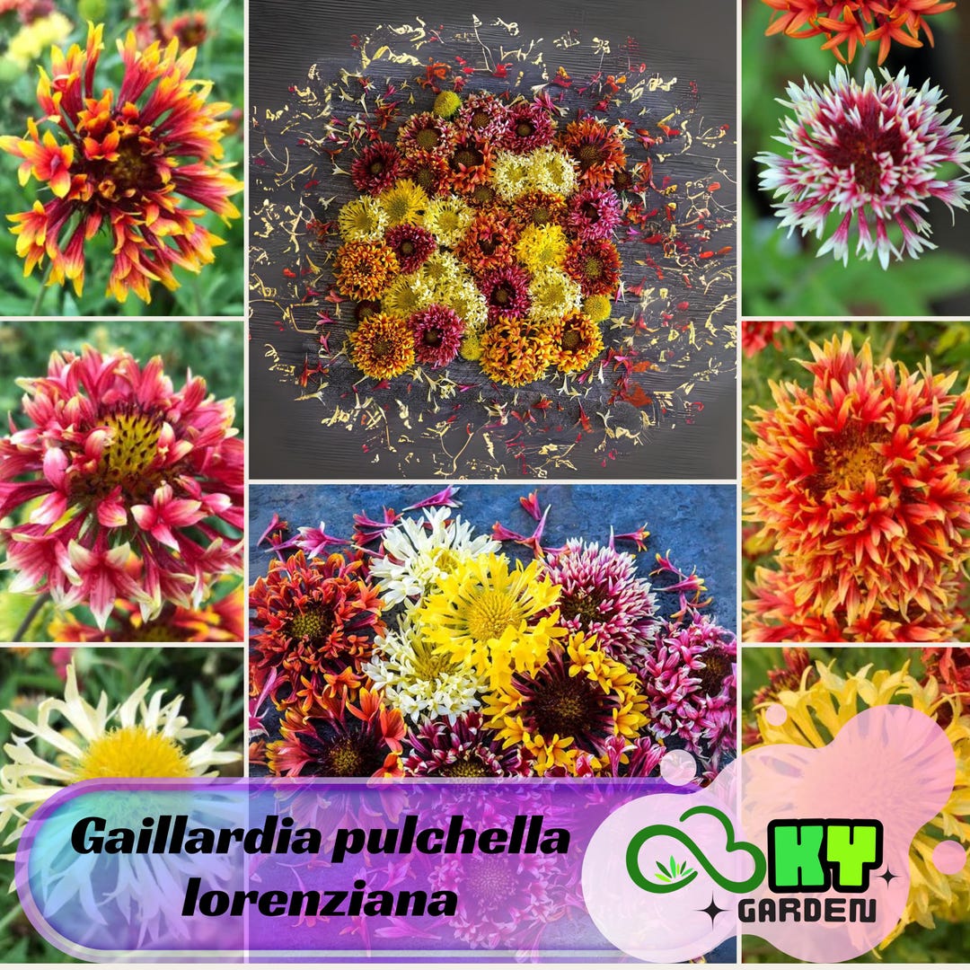 Gaillardia Pulchella Lorenziana Seeds - Long Blooming Season, Attracts Pollinators, Low ...