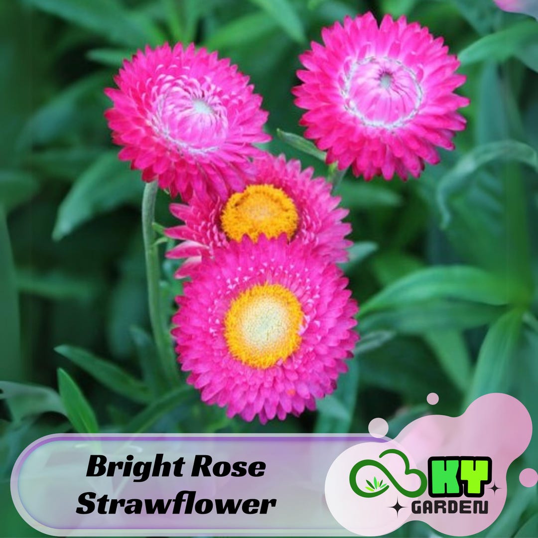 Bright Rose Strawflower Seeds - Drought Tolerant, Long-lasting Flowers ...
