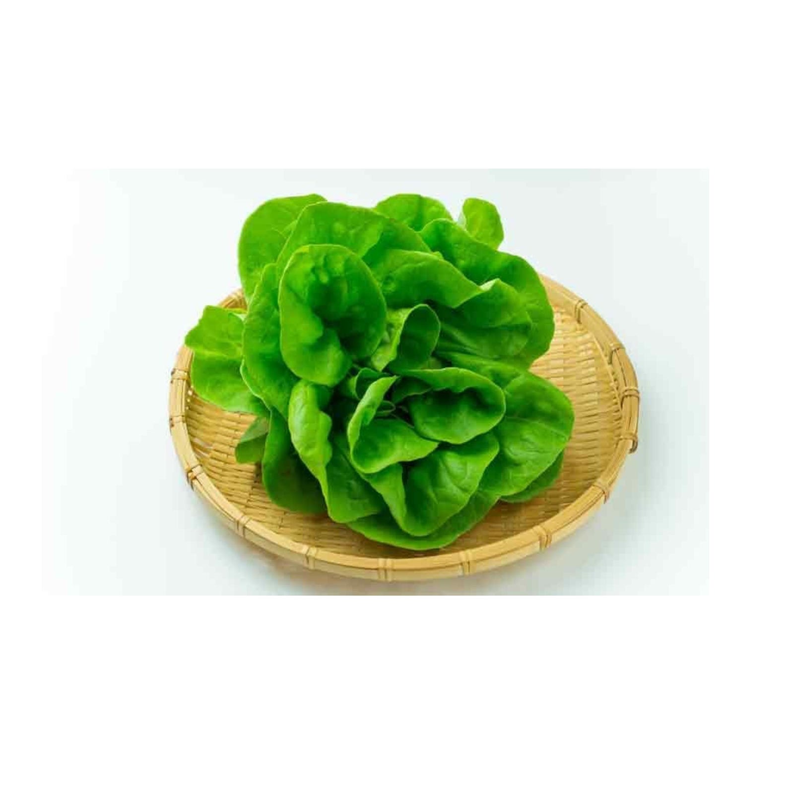 Parris Island Cos Romaine Lettuce Seeds - Annual - Edible, Fast Growing ...