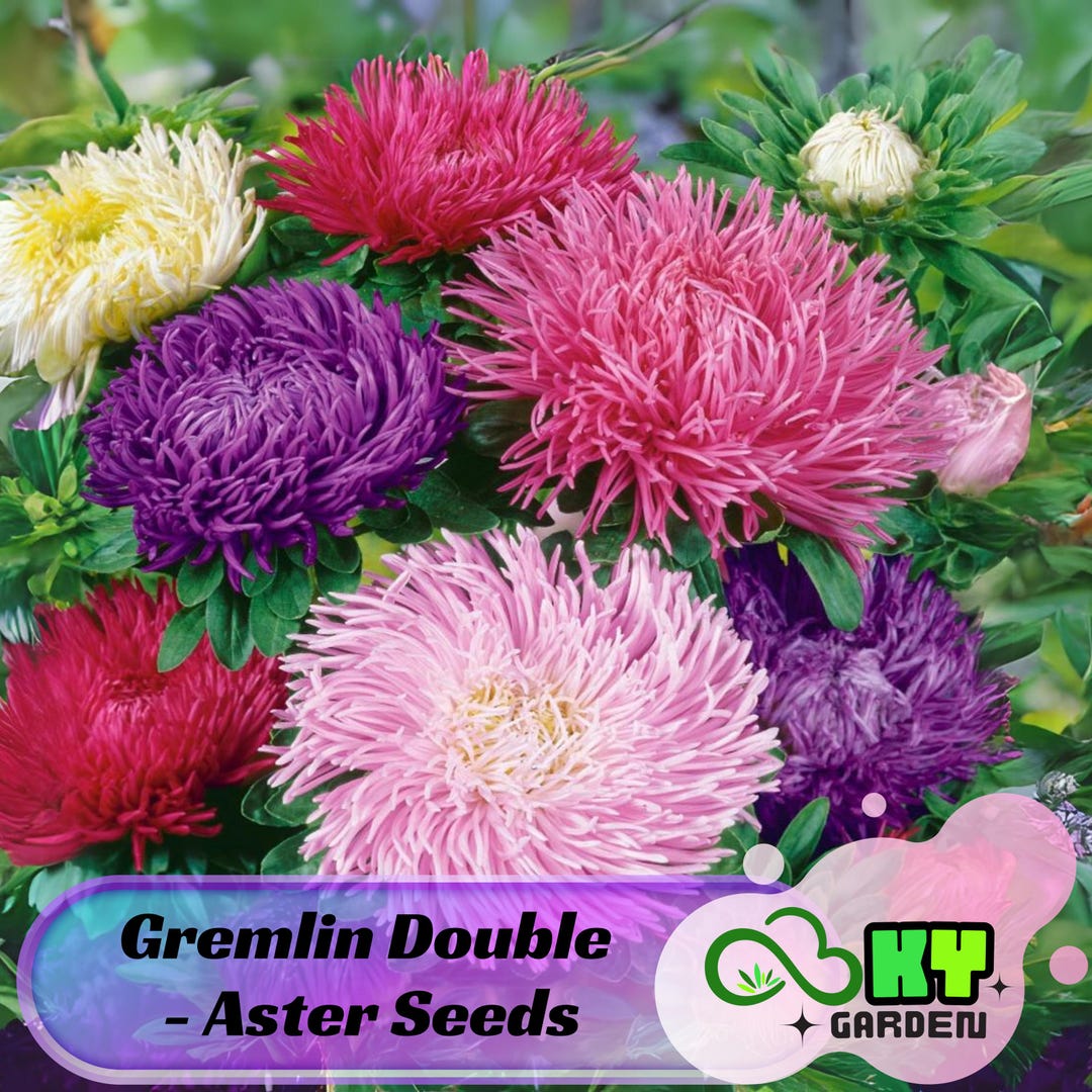 Gremlin Double - Aster Seeds - Annual, Soft Yellow Flowers,attracts ...