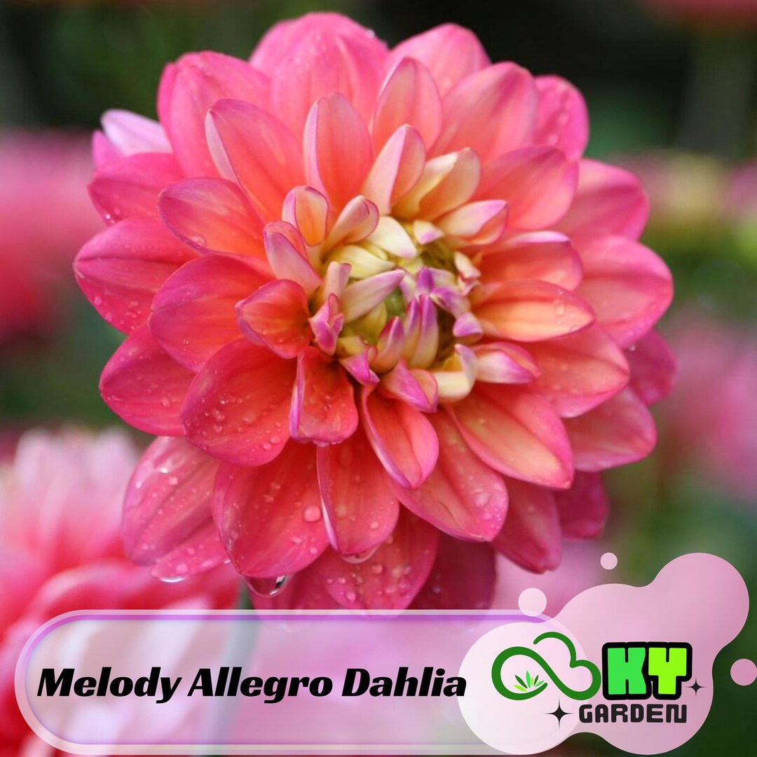 Melody Allegro Dahlia Seeds - Attracts Pollinators, Long Blooming ...